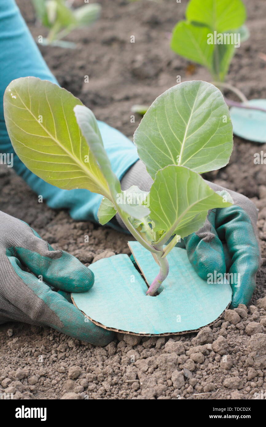 Cabbage root fly hi-res stock photography and images - Alamy