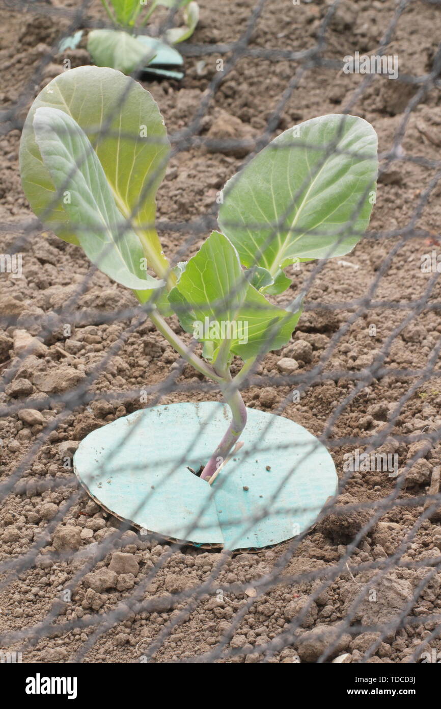 Netting brassica hi-res stock photography and images - Alamy