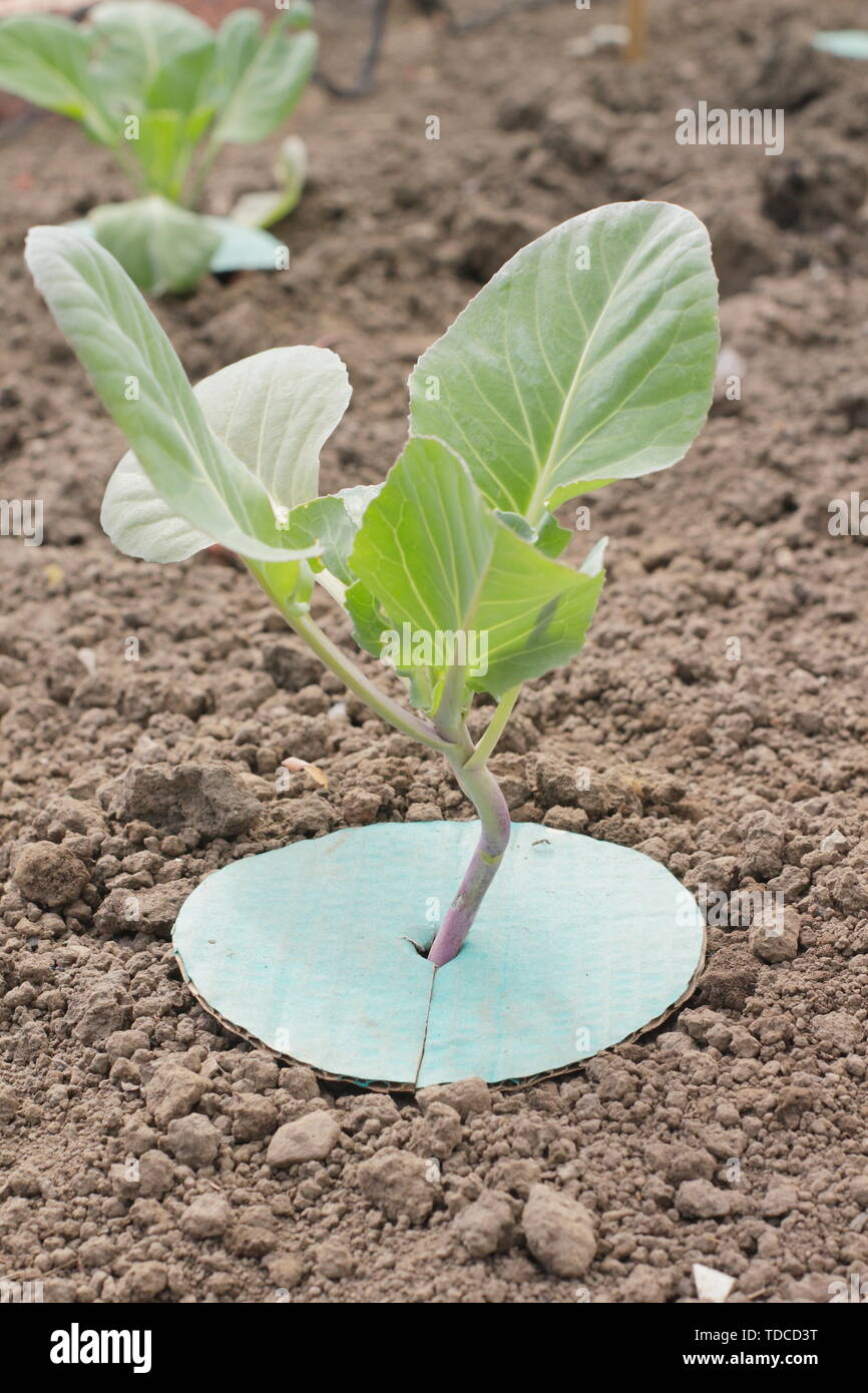 Cabbage root fly collar hi-res stock photography and images - Alamy