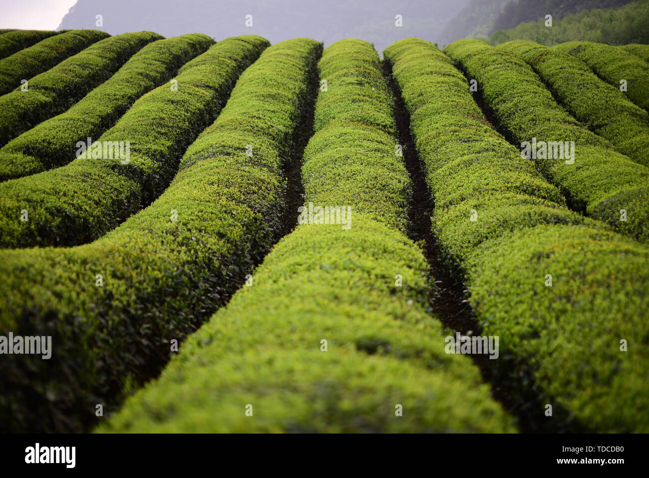 Tea Garden Scenery Stock Photo - Alamy