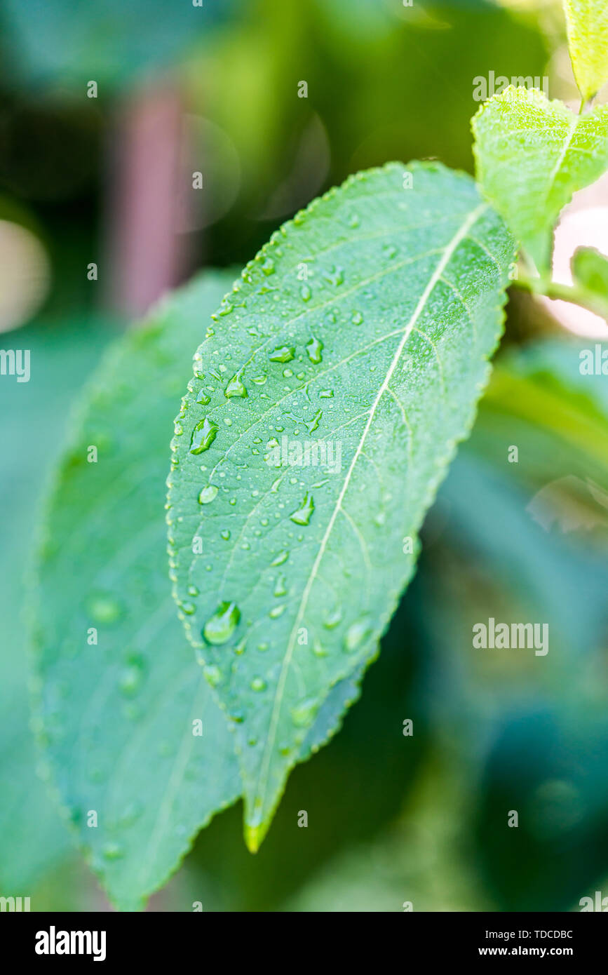 Local close-up of leaves with dew in the morning Stock Photo - Alamy