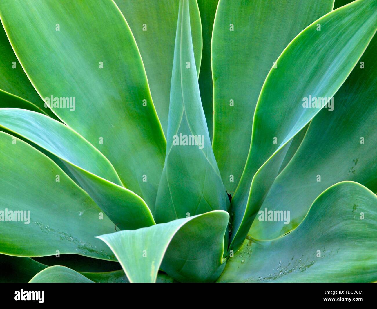 Macro of agave cacti growing wild outside Stock Photo - Alamy