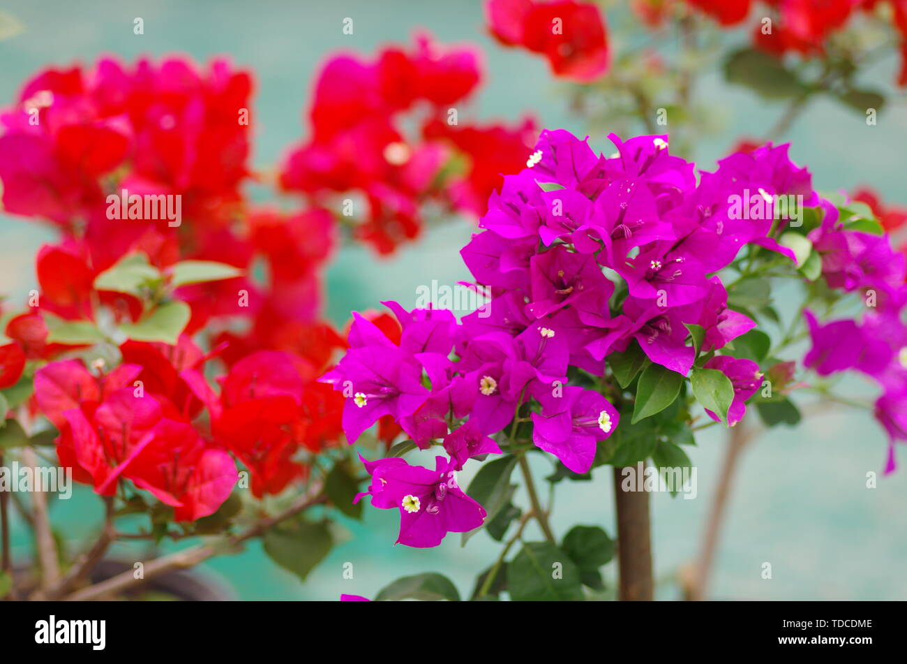 Triangular plum hi-res stock photography and images - Alamy