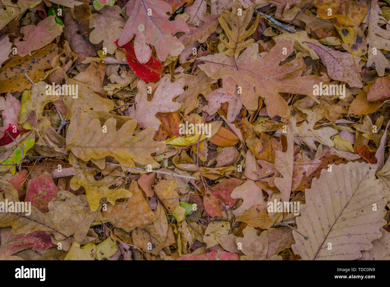 Colorful pile of autumn leaves on the forest floor Stock Photo - Alamy