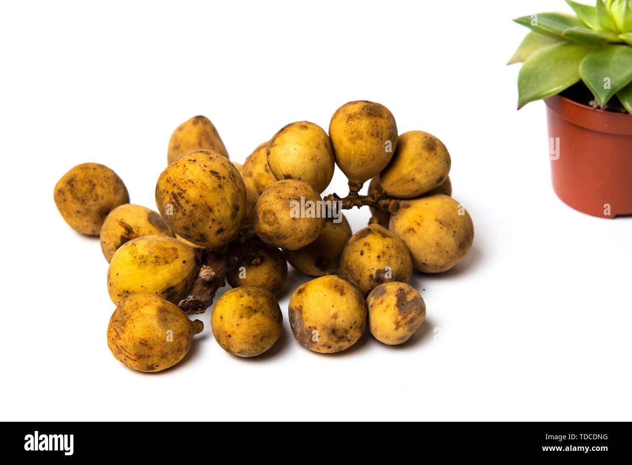 Langsat tropical fruit isolated on white background Stock Photo - Alamy