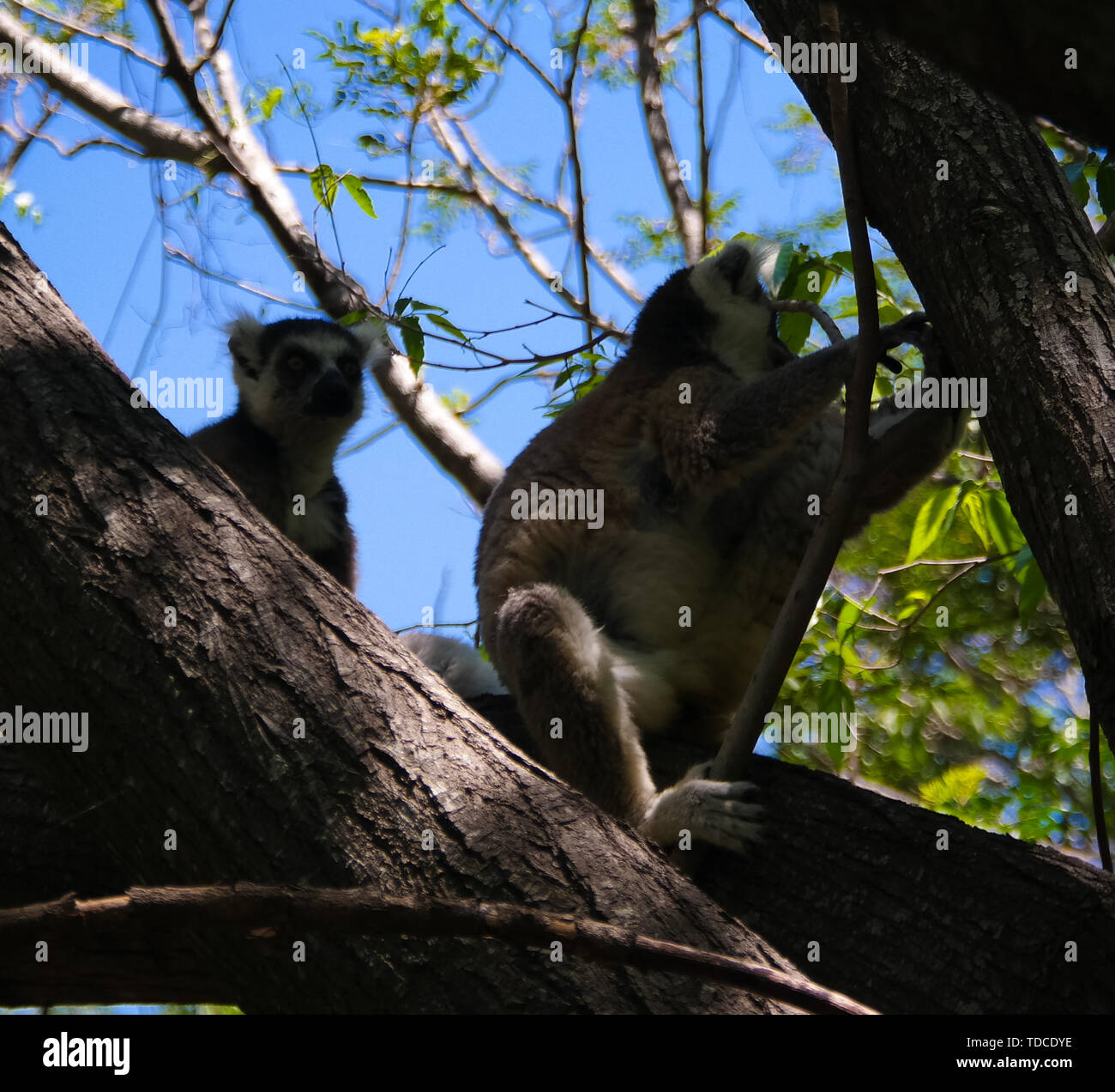 Portrait of the ring-tailed lemur Lemur catta aka King Julien in Anja ...