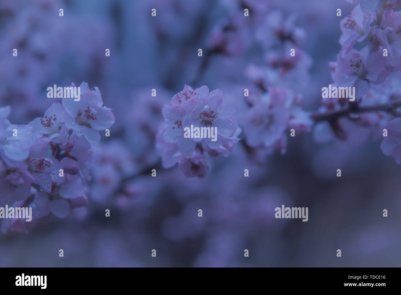 Peach blossoms in the rain Stock Photo - Alamy
