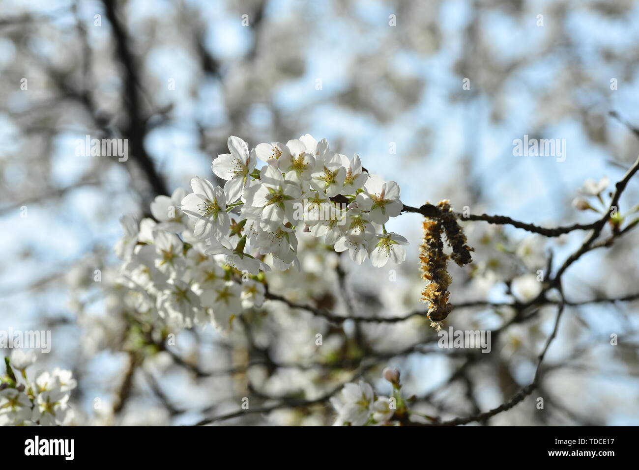 Peach blossom magnolia in spring Stock Photo - Alamy