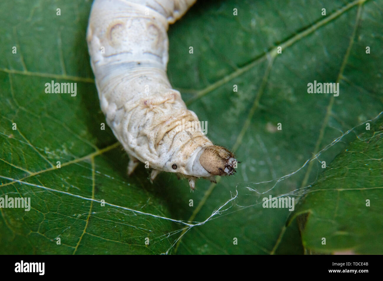Spring silkworm hi-res stock photography and images - Alamy