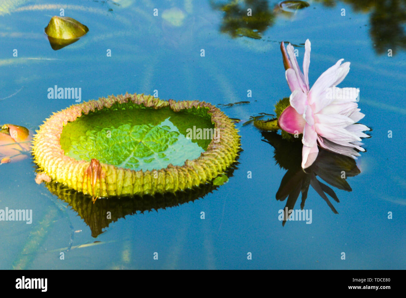 Summer lotus in foreign countries hi-res stock photography and images ...