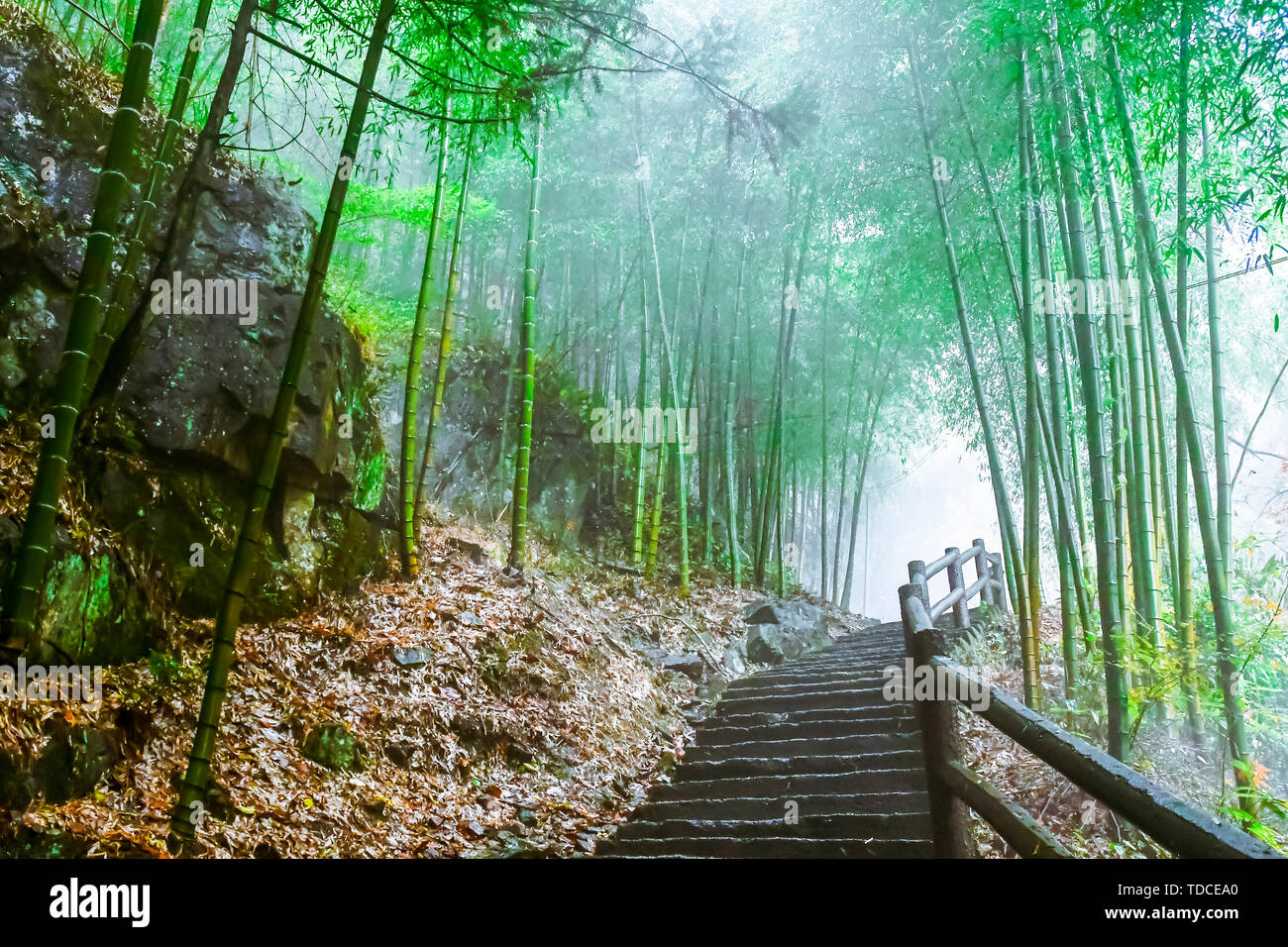 Bamboo Forest Trail Stock Photo - Alamy