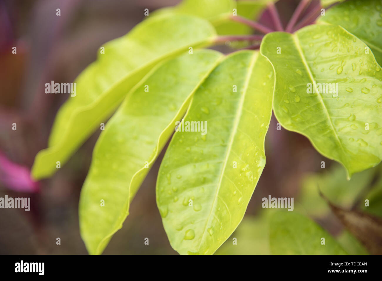 Photos of greenery after rain Stock Photo - Alamy