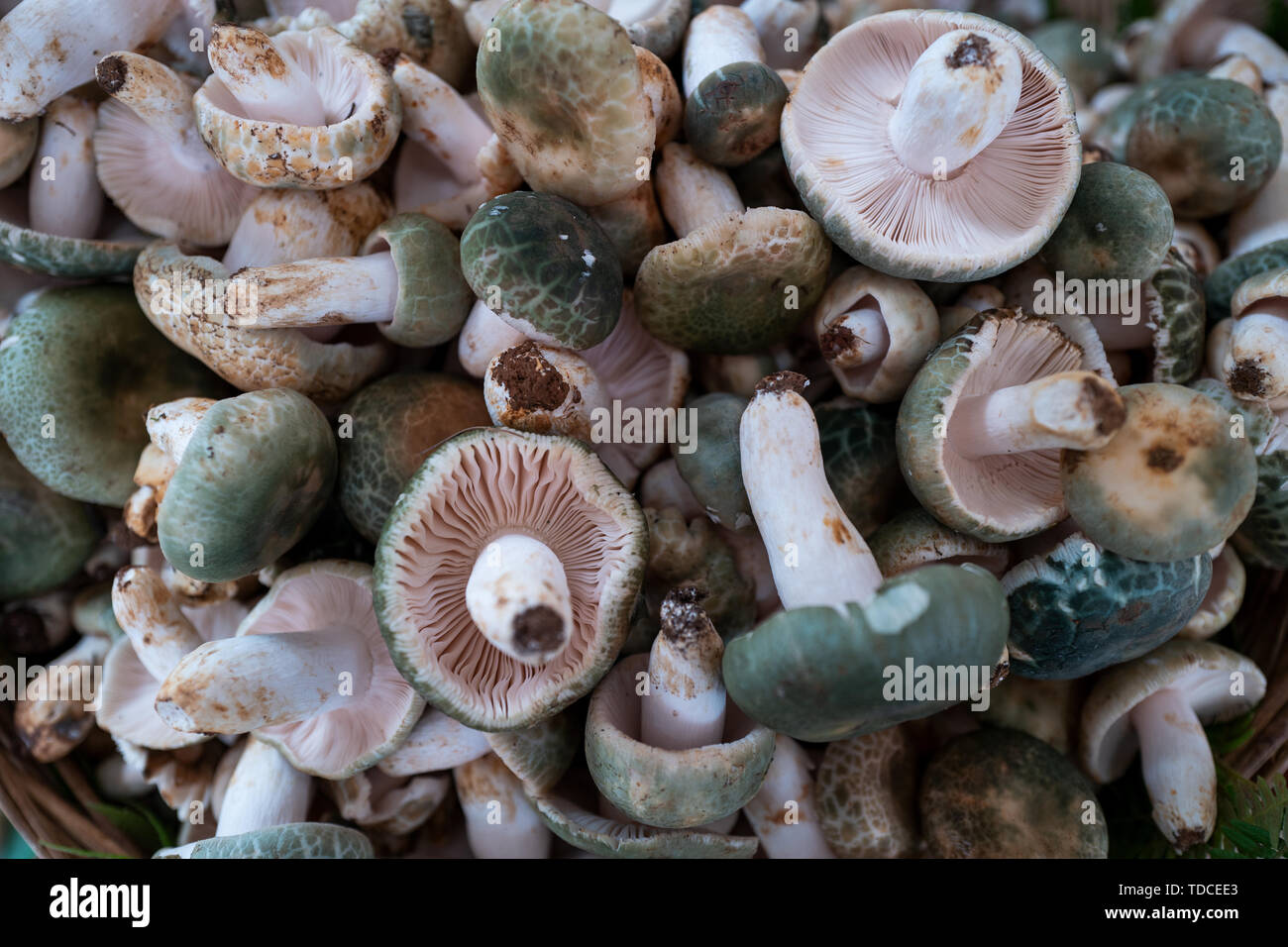 Fresh wild edible bacteria with dirt Stock Photo - Alamy