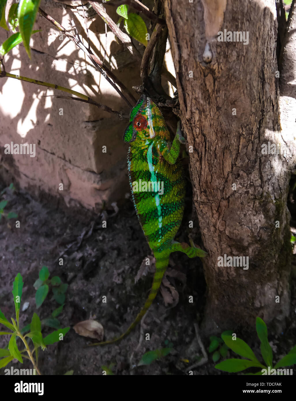 Wildlife mandraka reptile park hi-res stock photography and images - Alamy