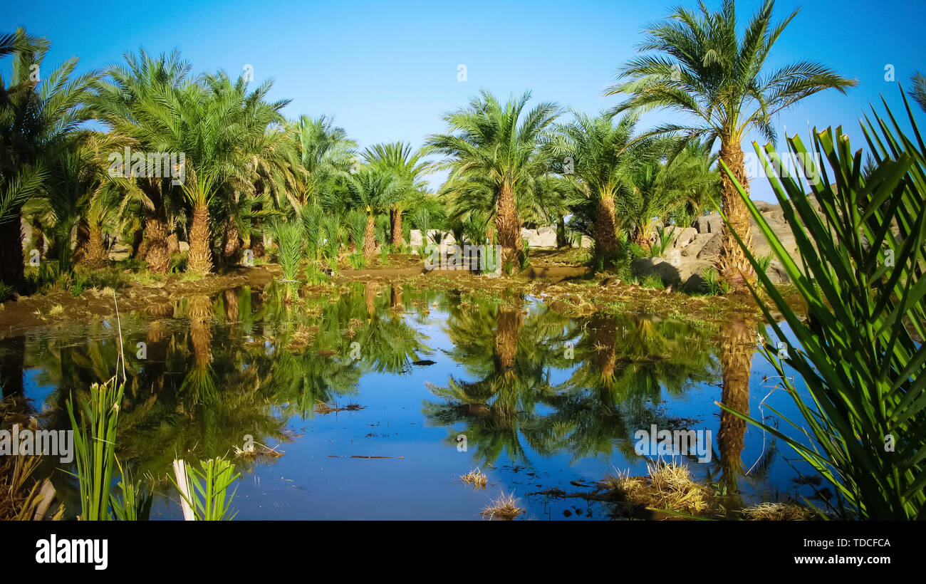Oasis near Third Cataract of Nile near Tombos , Sudan Stock Photo - Alamy