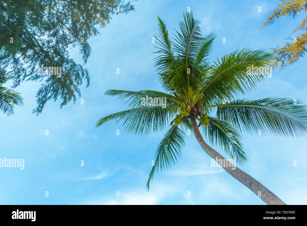 Tropical trees background concept Stock Photo - Alamy