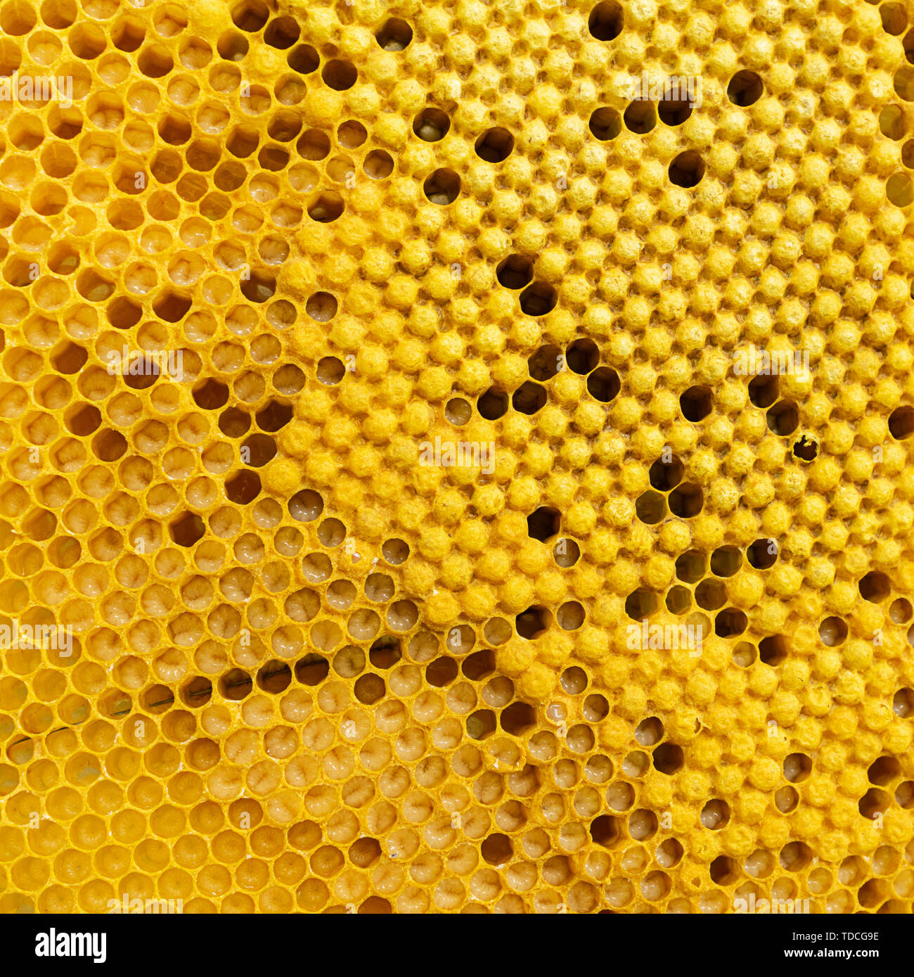 Pollen honeycomb cells brood hi-res stock photography and images - Alamy