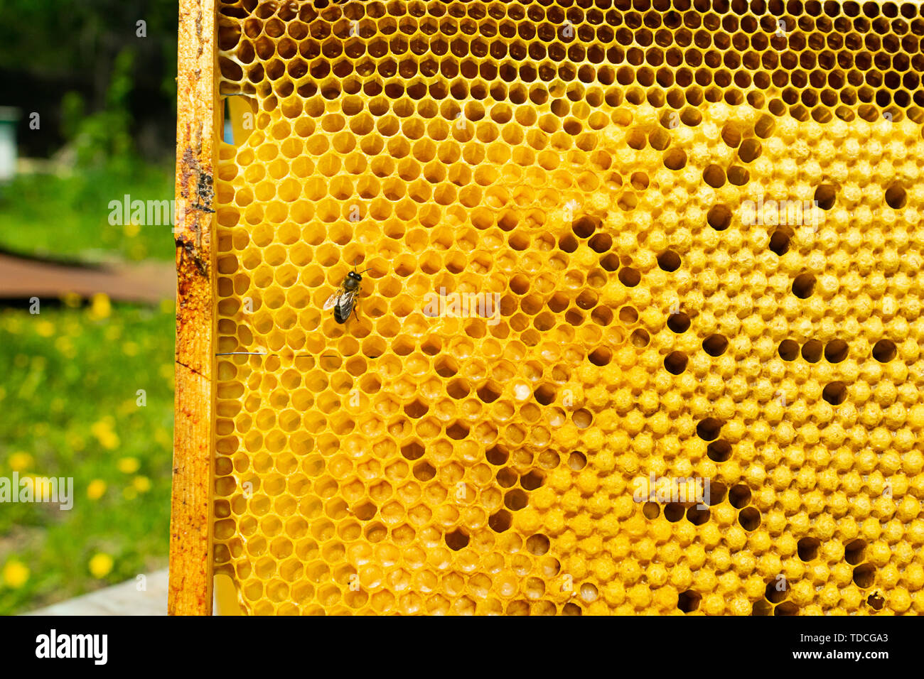 Pollen honeycomb cells brood hi-res stock photography and images - Alamy