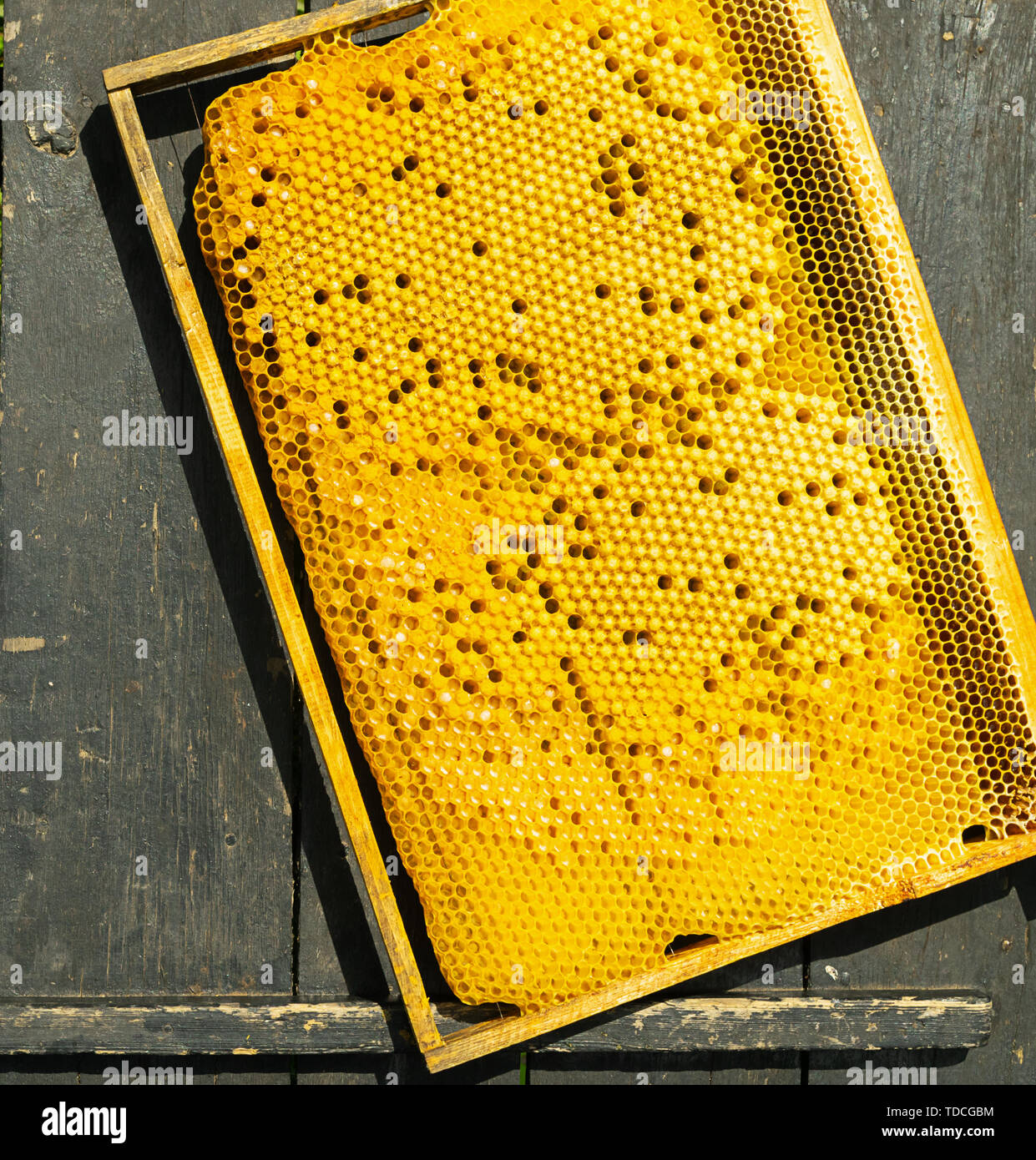 Pollen honeycomb cells brood hi-res stock photography and images - Alamy