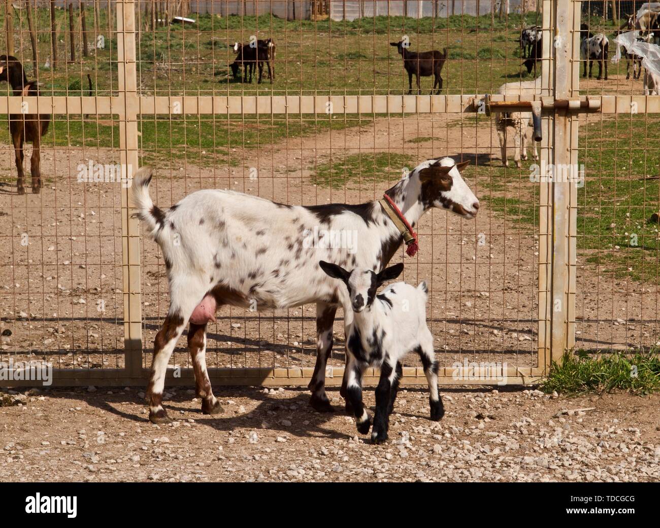 A sheep and goats at a goat farm in Portugal Stock Photo - Alamy