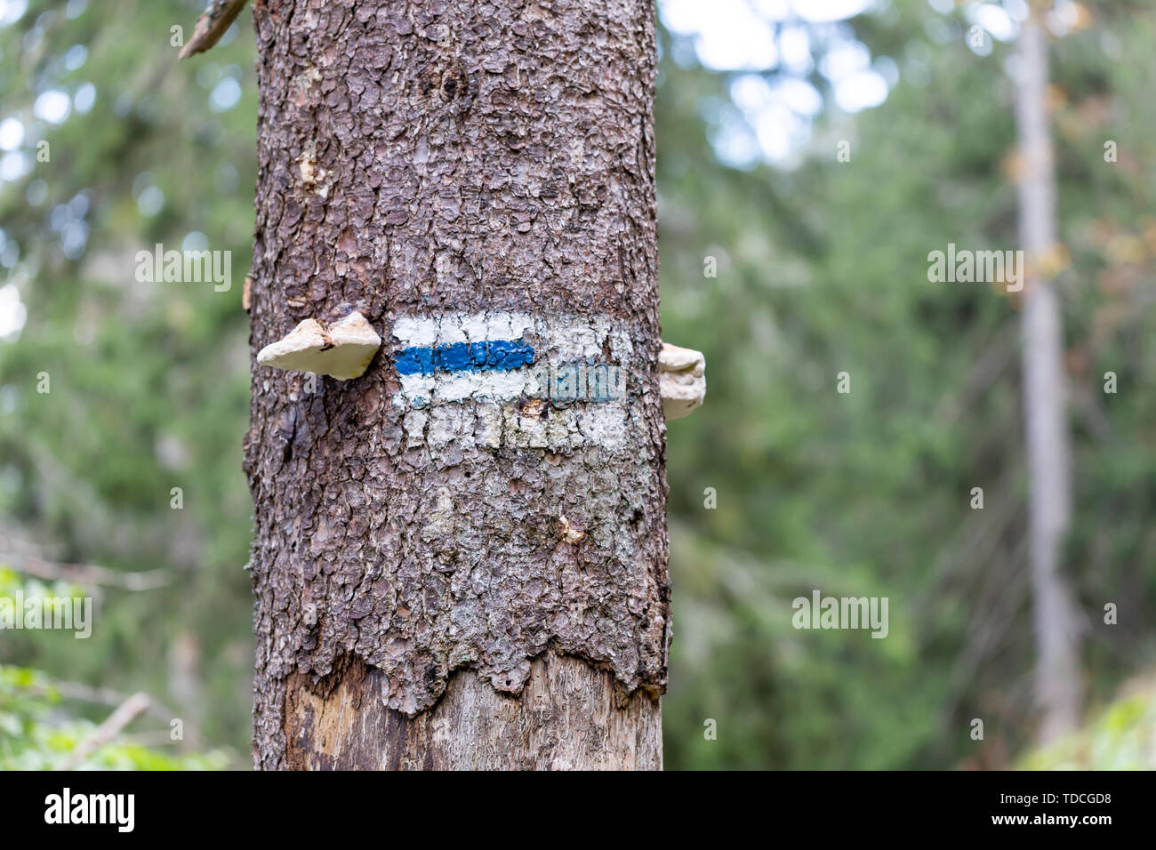Pine tree trail marker hi-res stock photography and images - Alamy