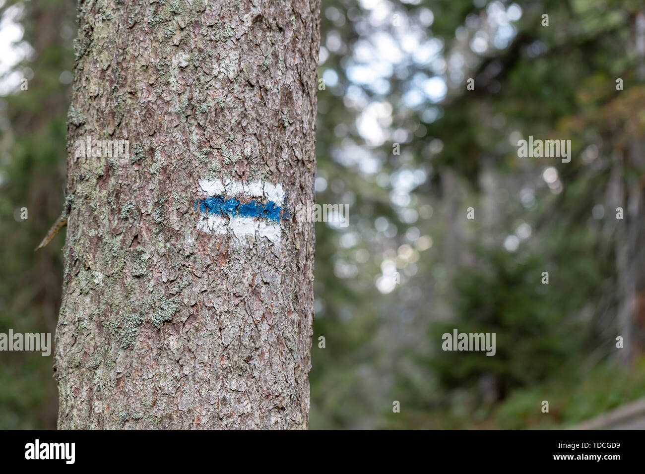 Pine tree trail marker hi-res stock photography and images - Alamy