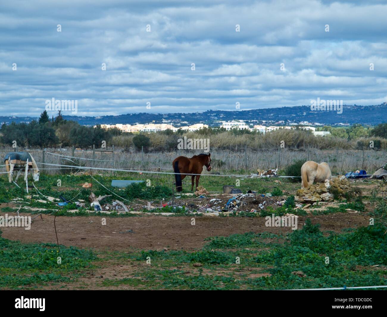 agriculture in Portugal, typical landscapes Stock Photo - Alamy
