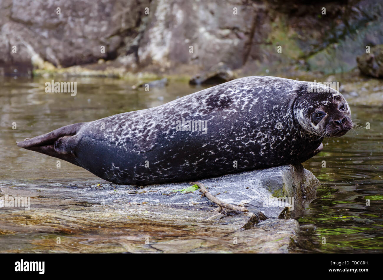 Single seal resting Stock Photo - Alamy