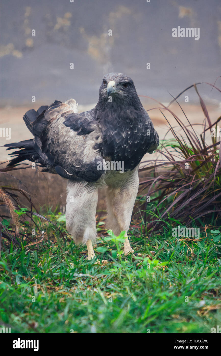 Falcon bird standing on the grass field Stock Photo - Alamy