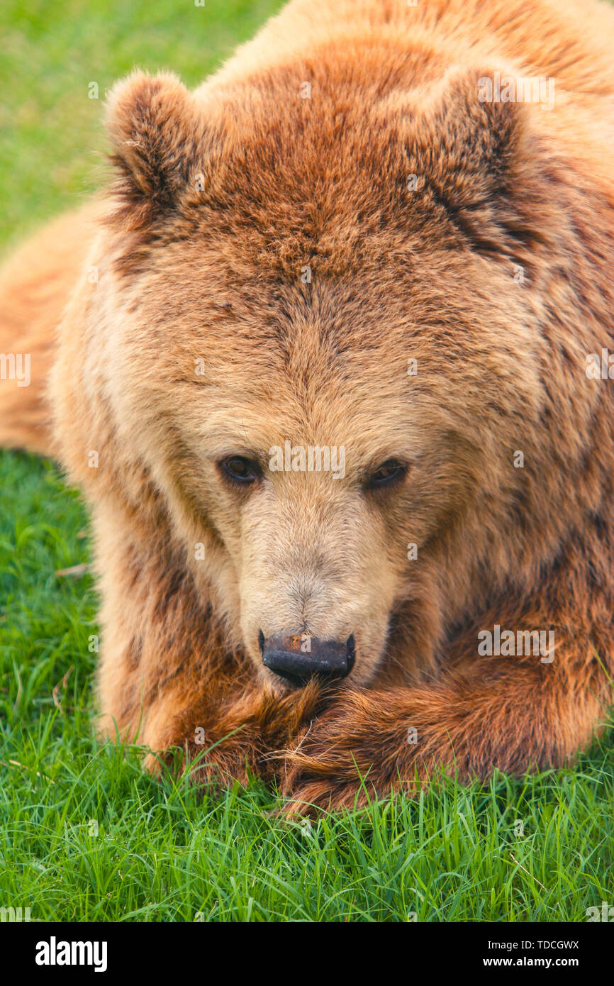 Large bear face hi-res stock photography and images - Alamy