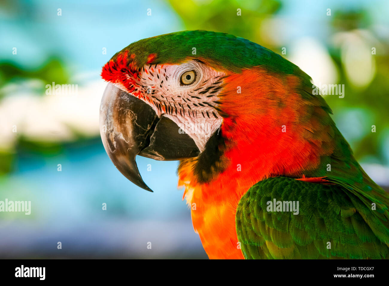 Closeup Portrait of the colorfully plumed Ara parrot in the natural ...