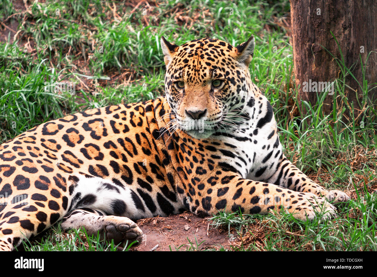 Portrait of the wild cat animal, Leopard laying down on the grass ...
