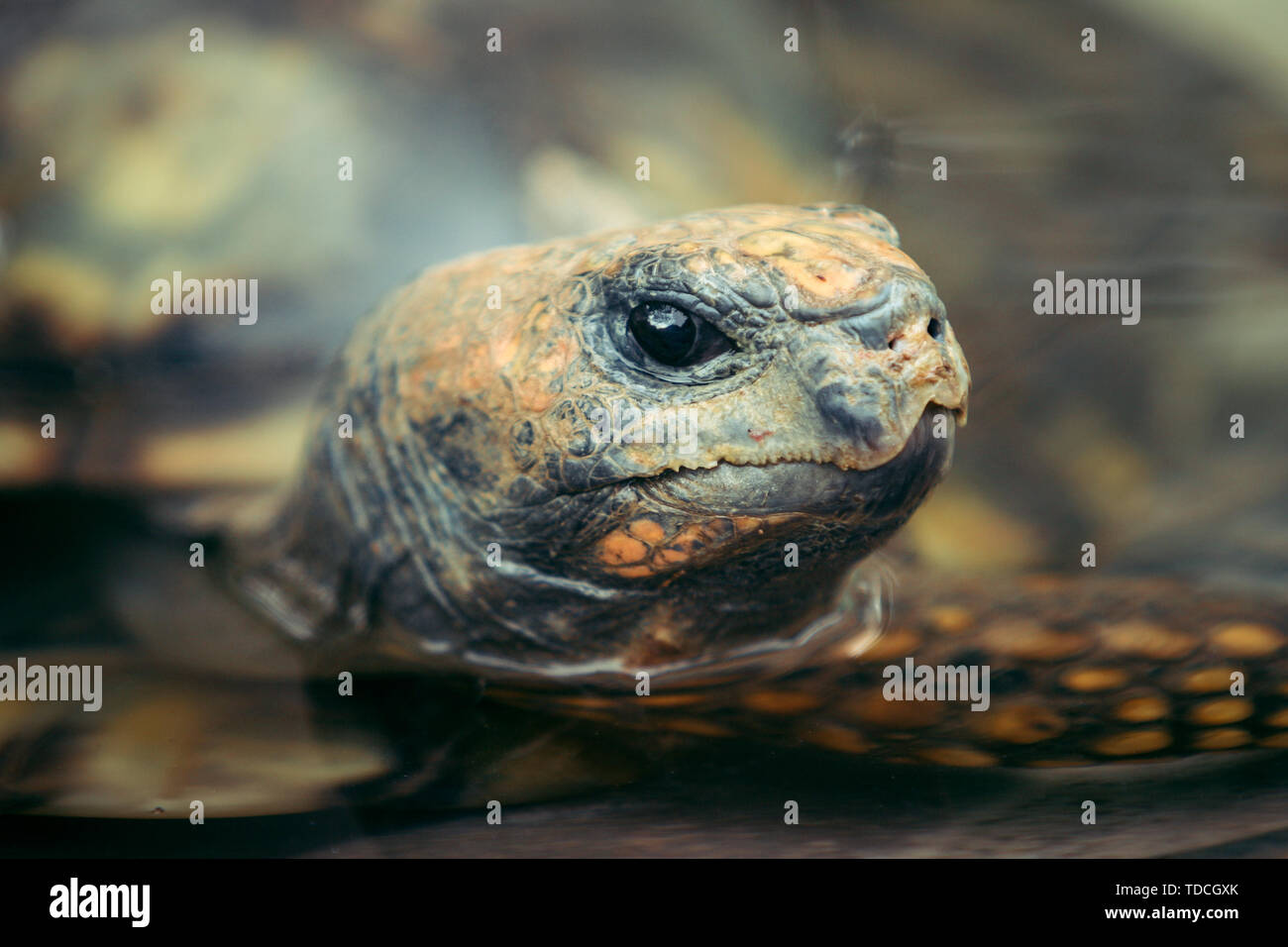 Aged Turtle High Resolution Stock Photography and Images - Alamy