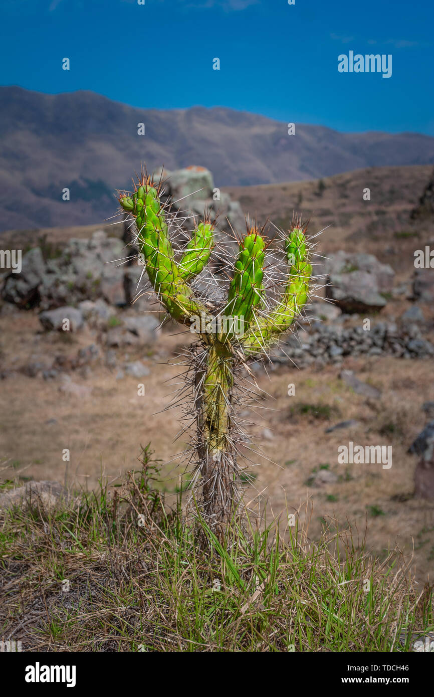 Peruvian cactus hi-res stock photography and images - Alamy