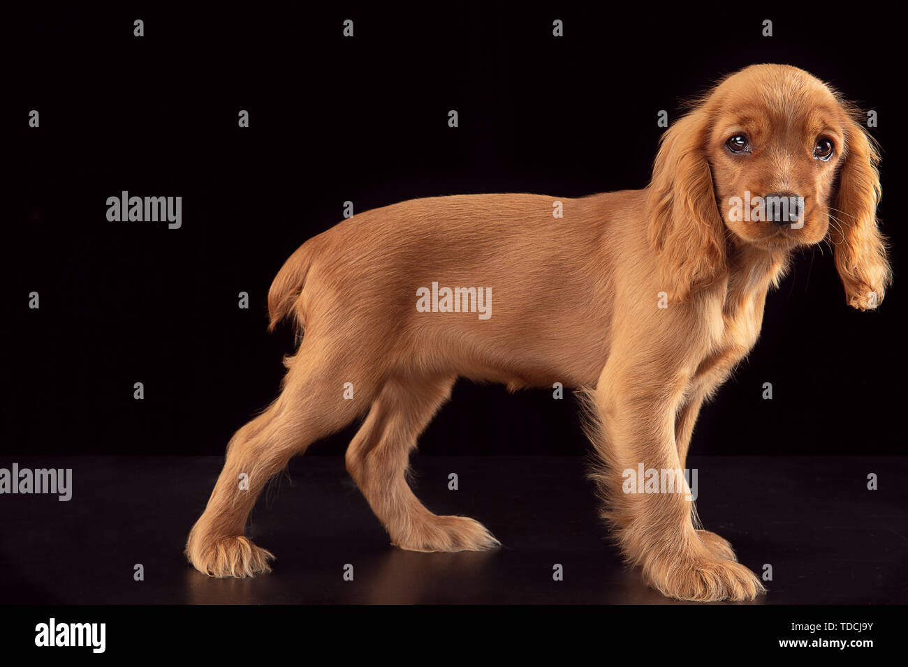 Sad looking cocker spaniel hi-res stock photography and images - Alamy