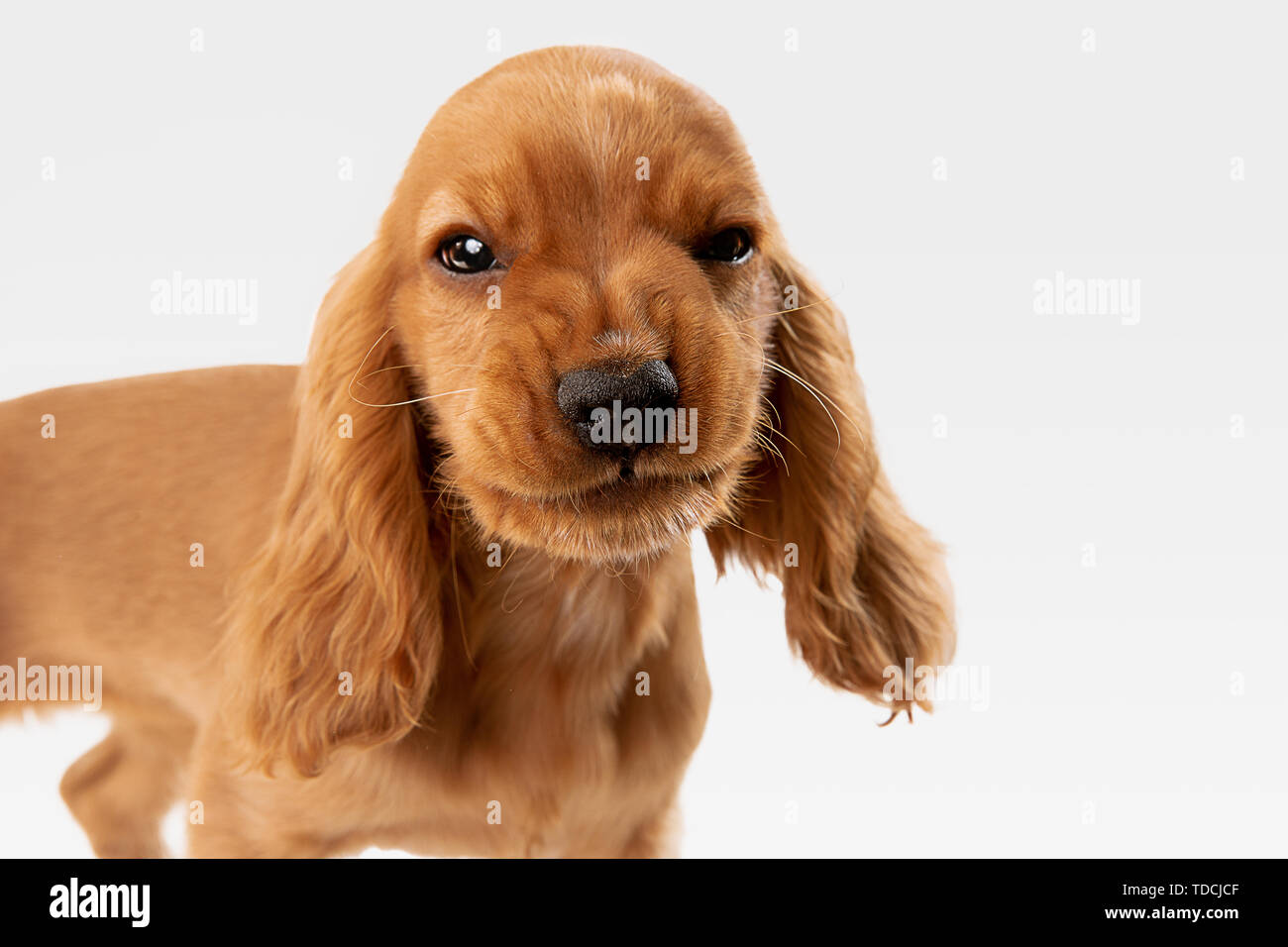 Pure youth crazy. English cocker spaniel young dog is posing. Cute playful white-braun doggy or ...
