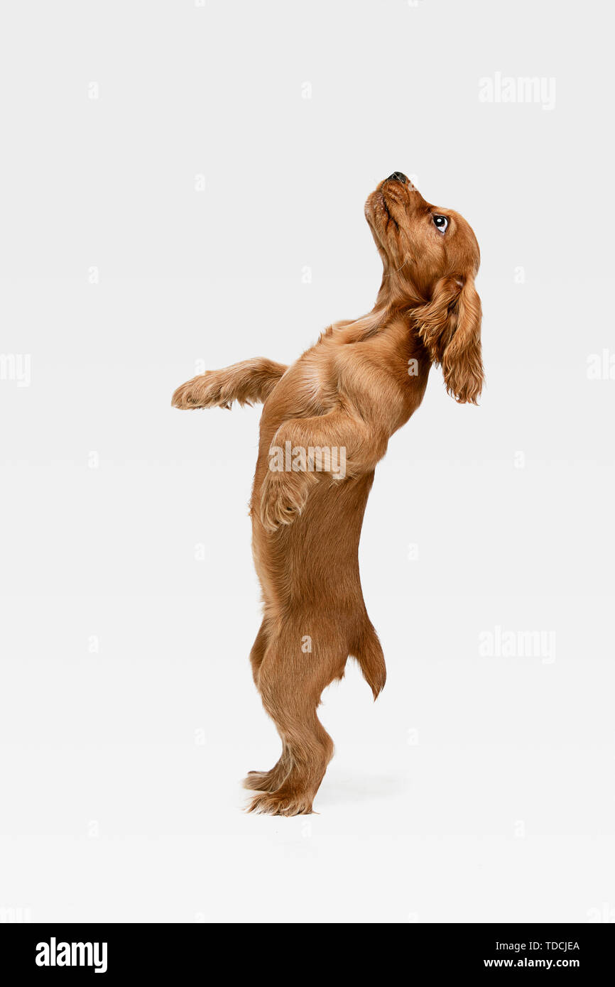 Pure youth crazy. English cocker spaniel young dog is posing. Cute ...