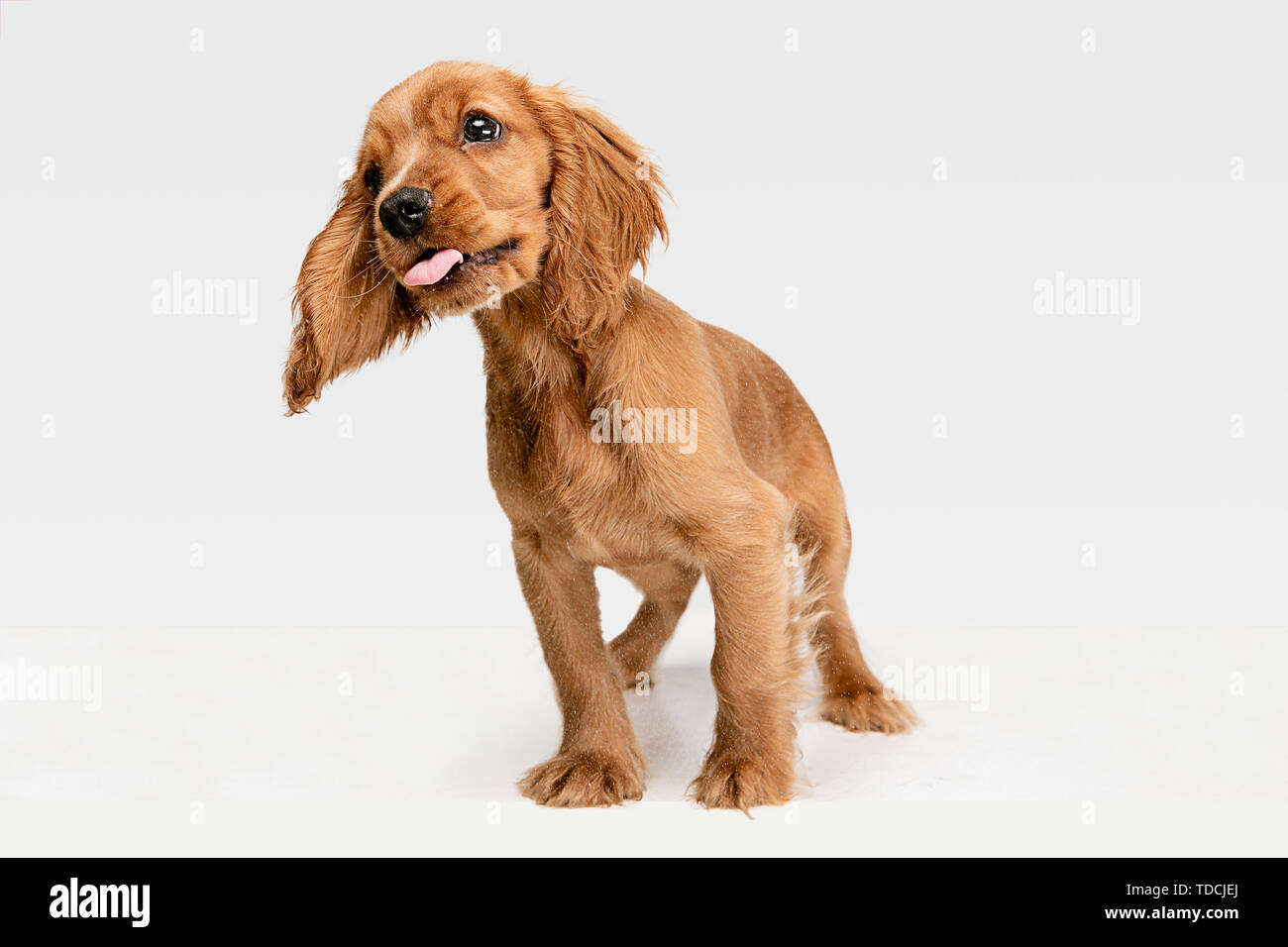 Pure youth crazy. English cocker spaniel young dog is posing. Cute playful white-braun doggy or ...