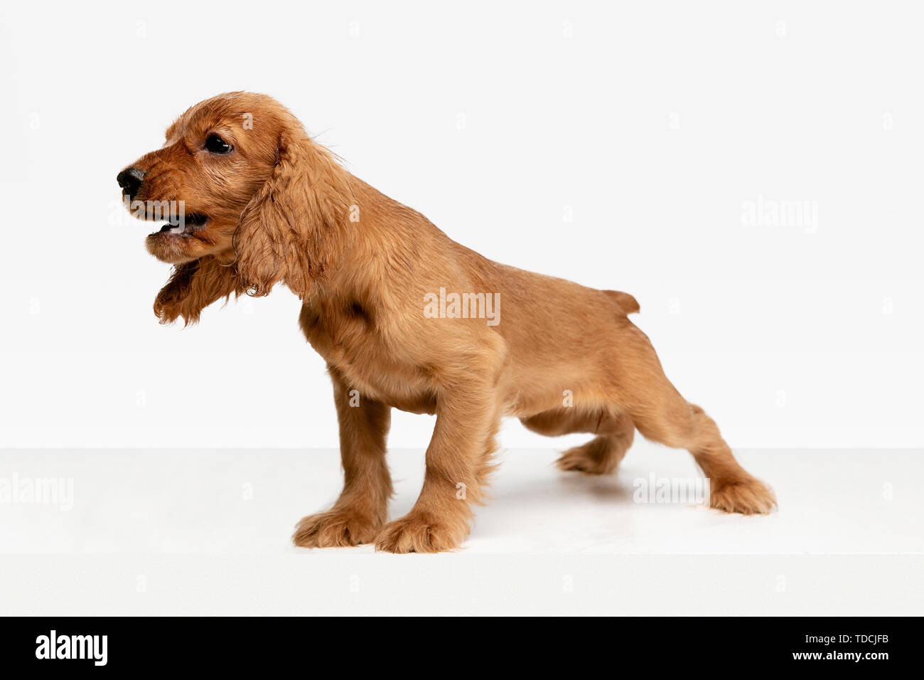 Pure youth crazy. English cocker spaniel young dog is posing. Cute playful white-braun doggy or ...