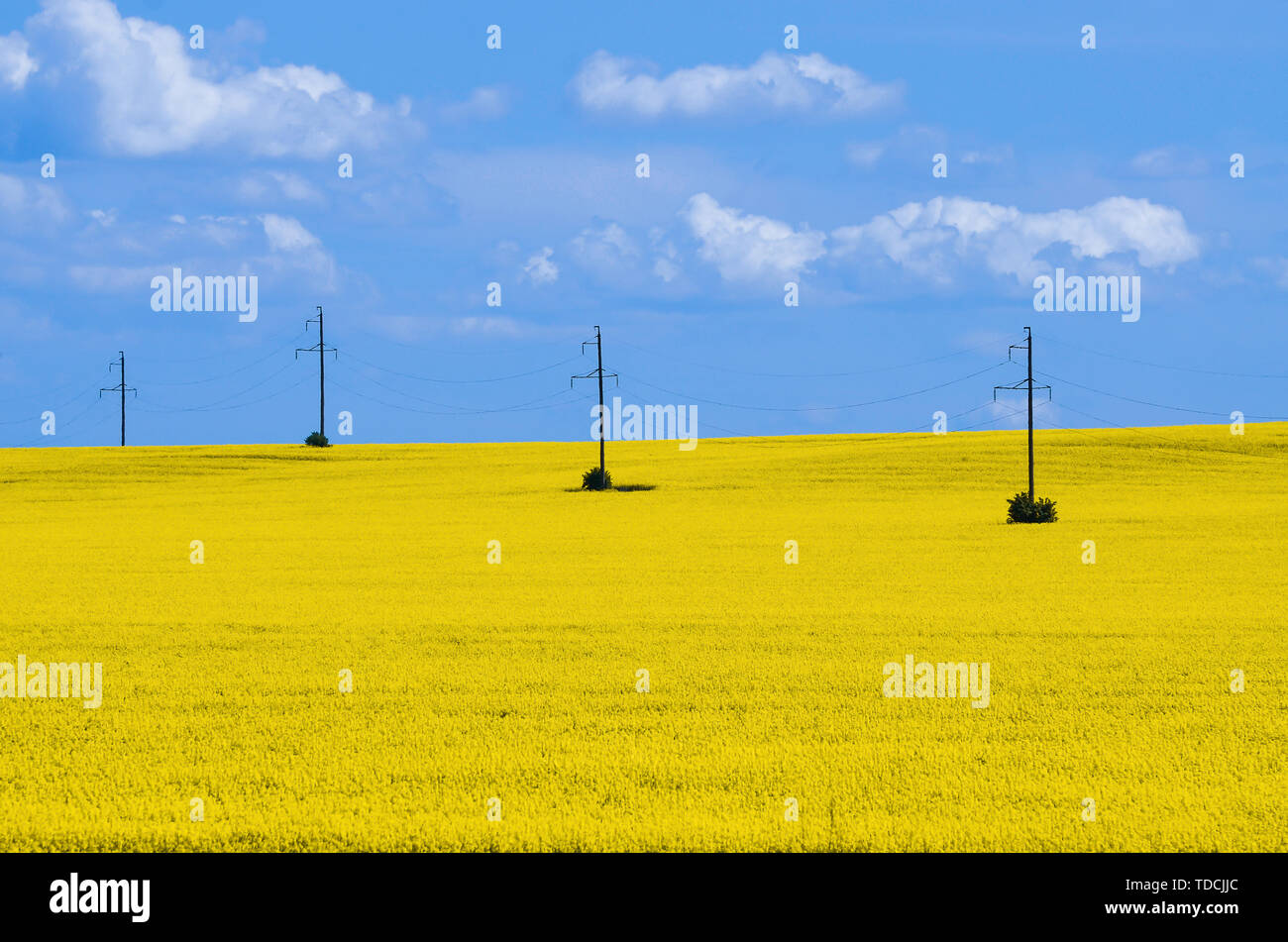 A traditional Ukrainian yellow-and-blue landscape of yellow field and ...