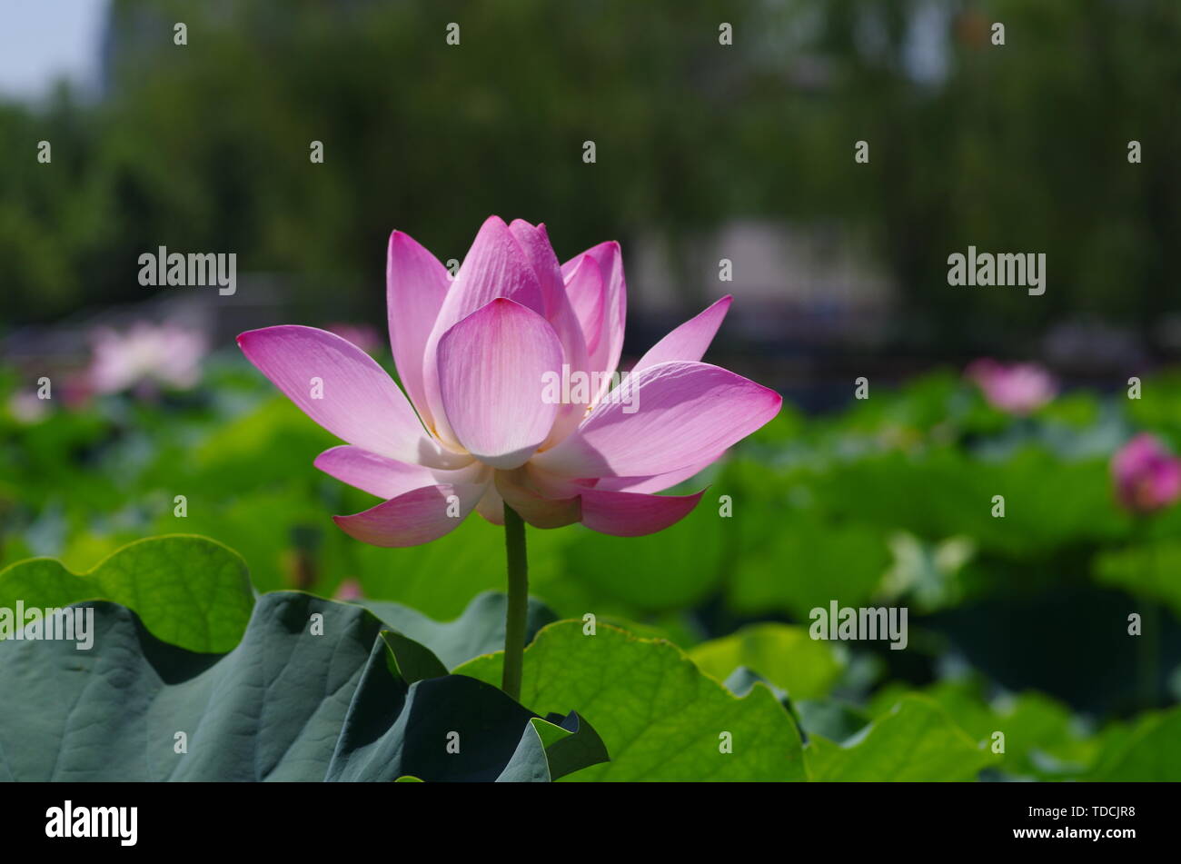 Lotus, Xia Ho, Lotus, Photography Stock Photo - Alamy
