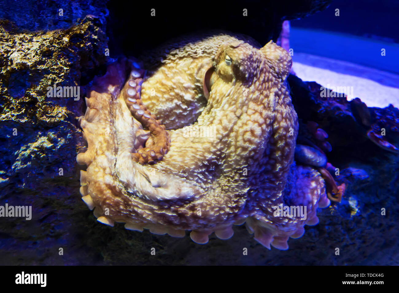 Marine photography in Aquarium Stock Photo - Alamy