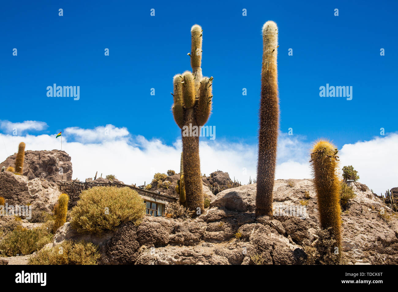 South America, South America, Argentina, Bolivia, cactus, cactus group ...