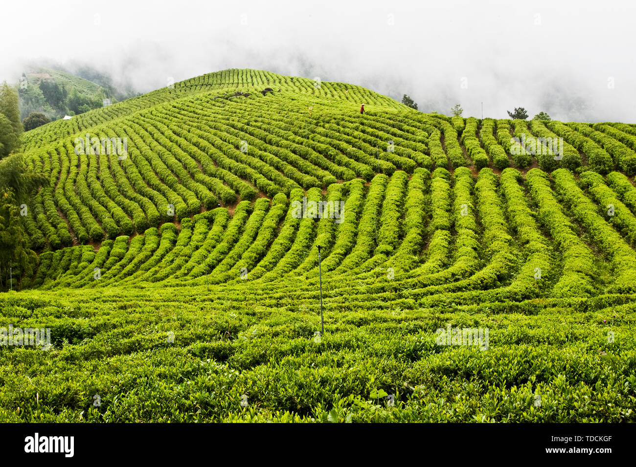 Alpine cloud fog tea Stock Photo - Alamy