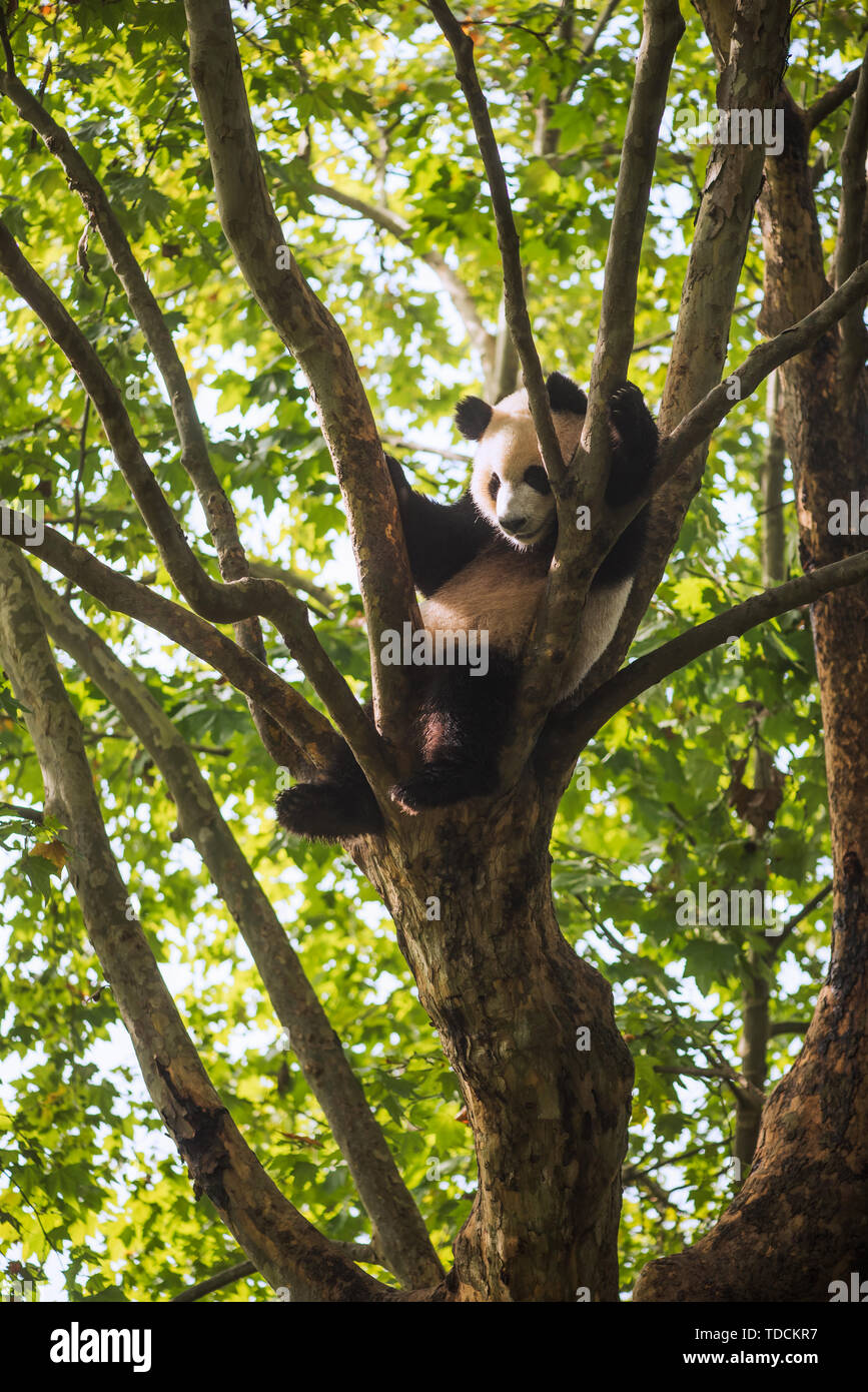 Pandas rest in trees Stock Photo - Alamy