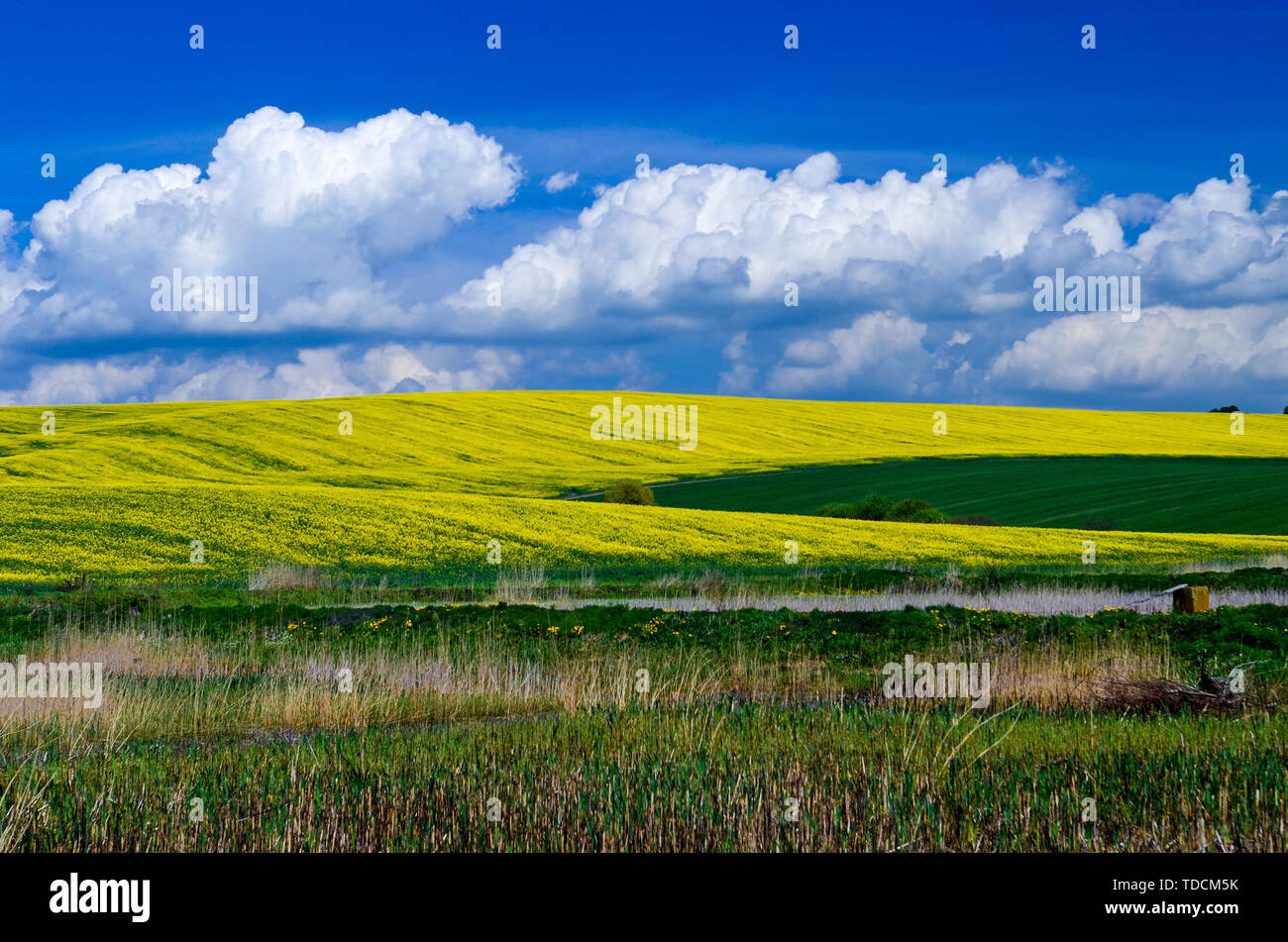 A traditional Ukrainian yellow-and-blue landscape of yellow field and ...