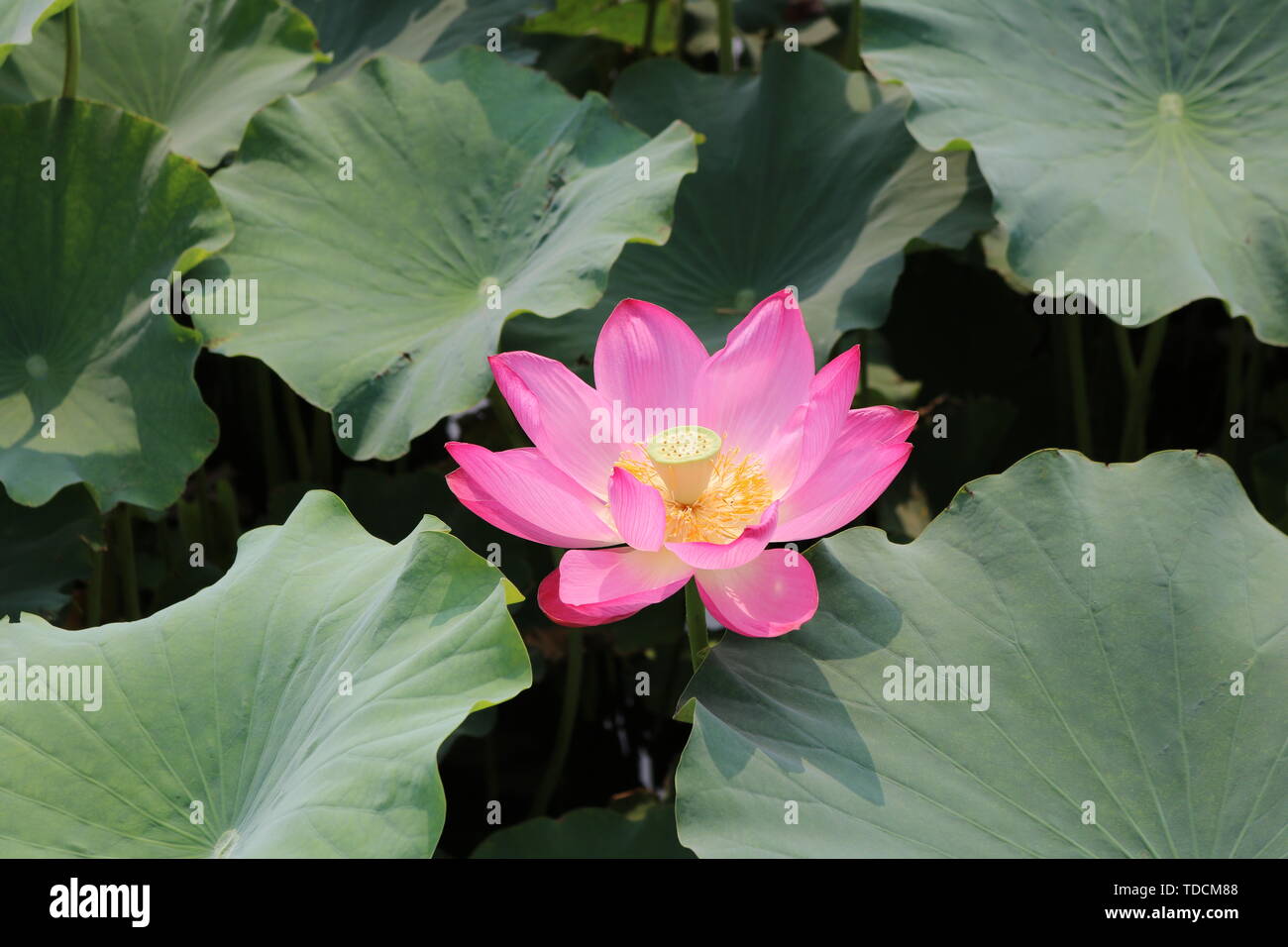 Nature, flowers, lotus, green plants, gardening Stock Photo - Alamy