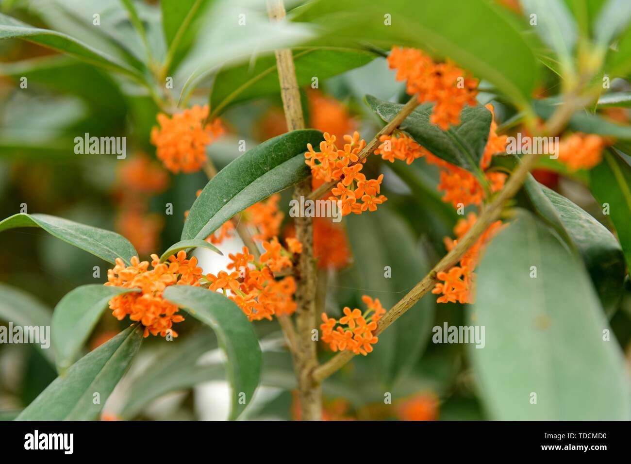 Dangui hi-res stock photography and images - Alamy