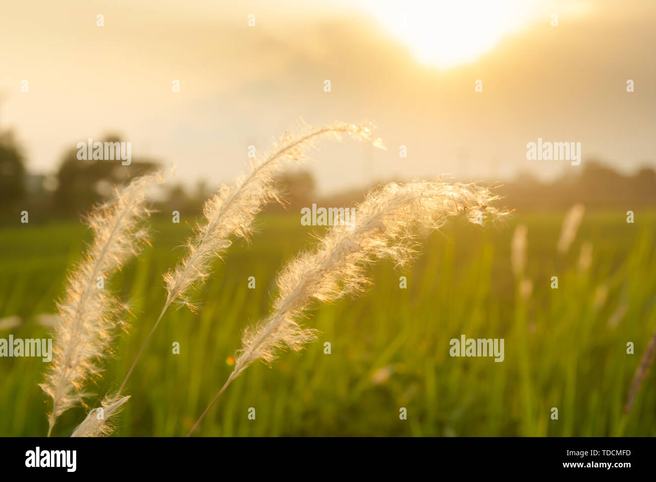Poaceae grass flower. Imperata cylindica (L.) P. Beauv, poaceae ...