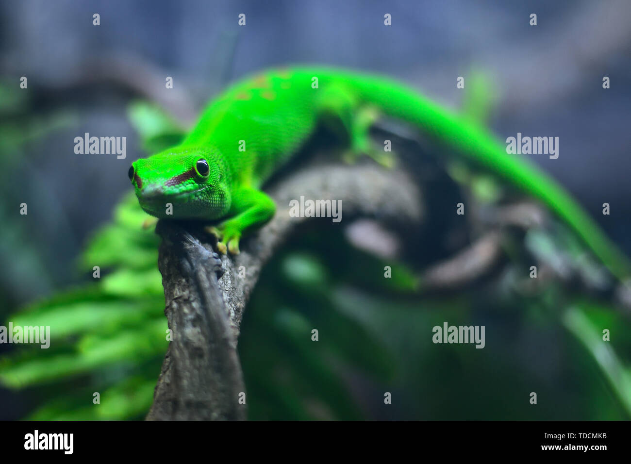 Cold blooded animal animals hi-res stock photography and images - Alamy